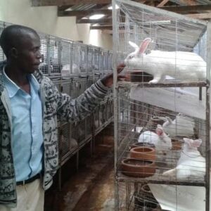Miraa Farming In Kenya, Planting And Profitability - Farmers Trend Ltd.