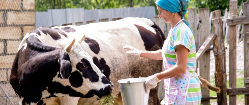 Understanding Lactation And Feeding Strategies for High Producing Dairy ...