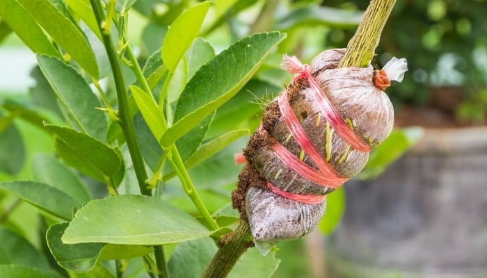 A-Z on Air Layering, an efficient and easy method of fruit propagation ...