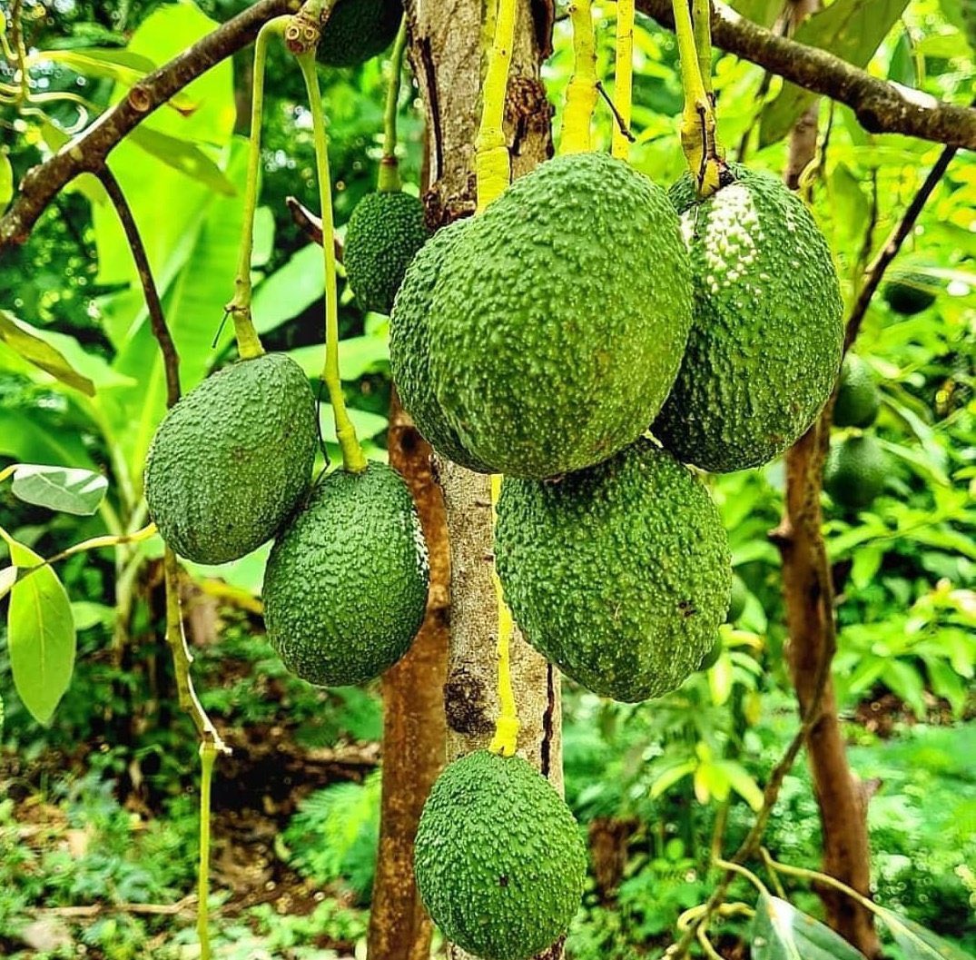 What make buyers want to buy Kenya hass avocados? - Farmers Trend
