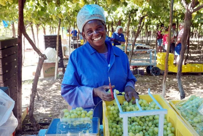 Grapes Farming In Kenya, 13 Key Q&A - Farmers Trend