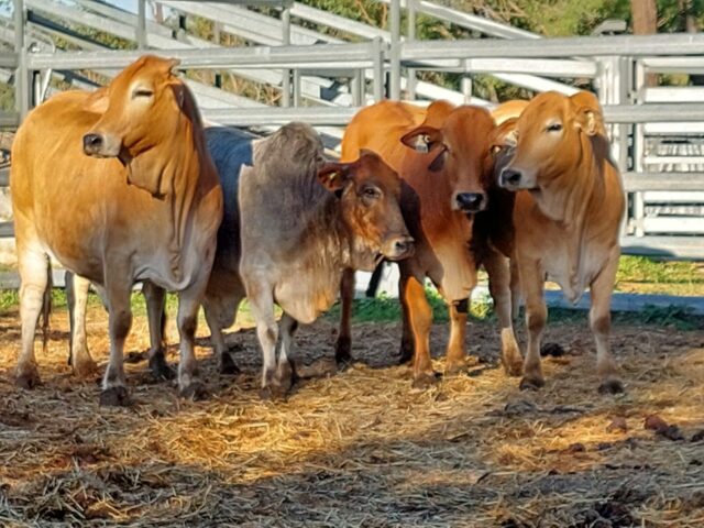 Top 10 Best Beef Breeds In Kenya - Farmers Trend Ltd.