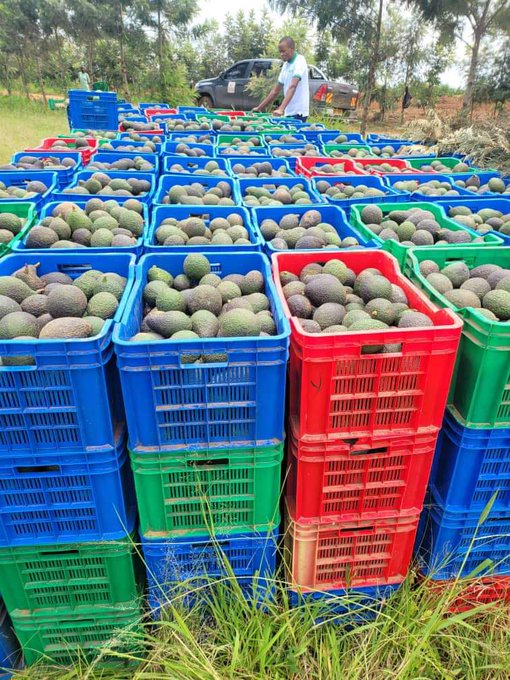 Kenya’s Booming Avocado Exports: How Kenya’s Avocado Industry is ...