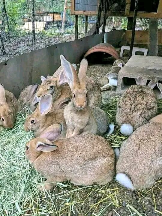 How Rabbit Farming is Empowering Women in Mombasa: A Success Story ...
