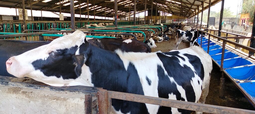 Dairy Farming in Kenya 2026: The Ultimate Guide to Profitable Dairy ...