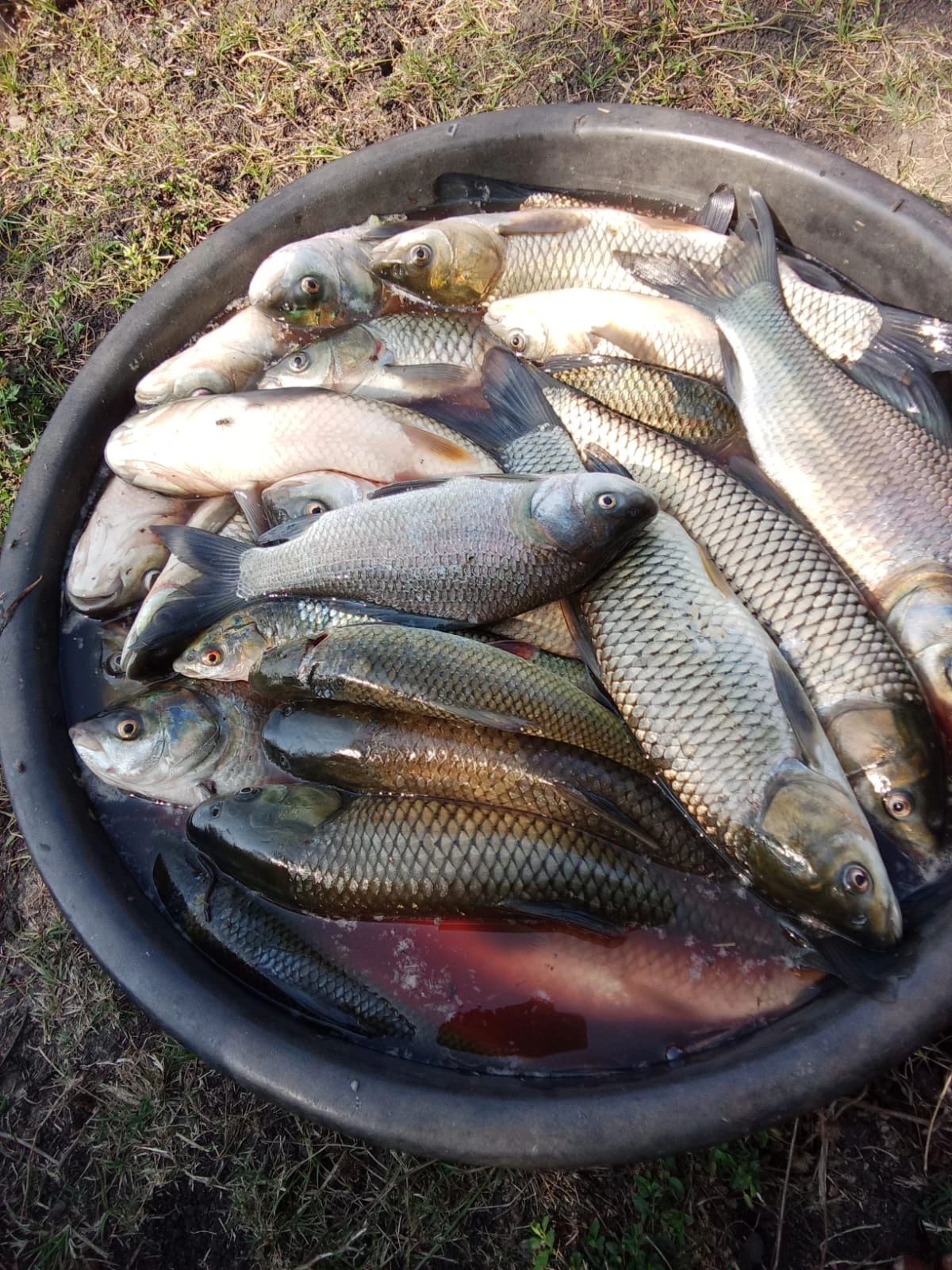 Fish Farming in Kenya: The 2026 Profit, Cost, and Tilapia Farming Guide ...