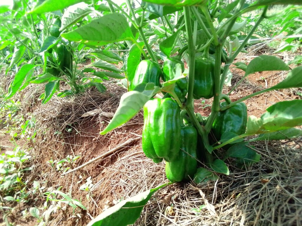 Capsicum Farming in Kenya: The 2026 Profit Guide (KSh 1.5M+ Per Acre ...