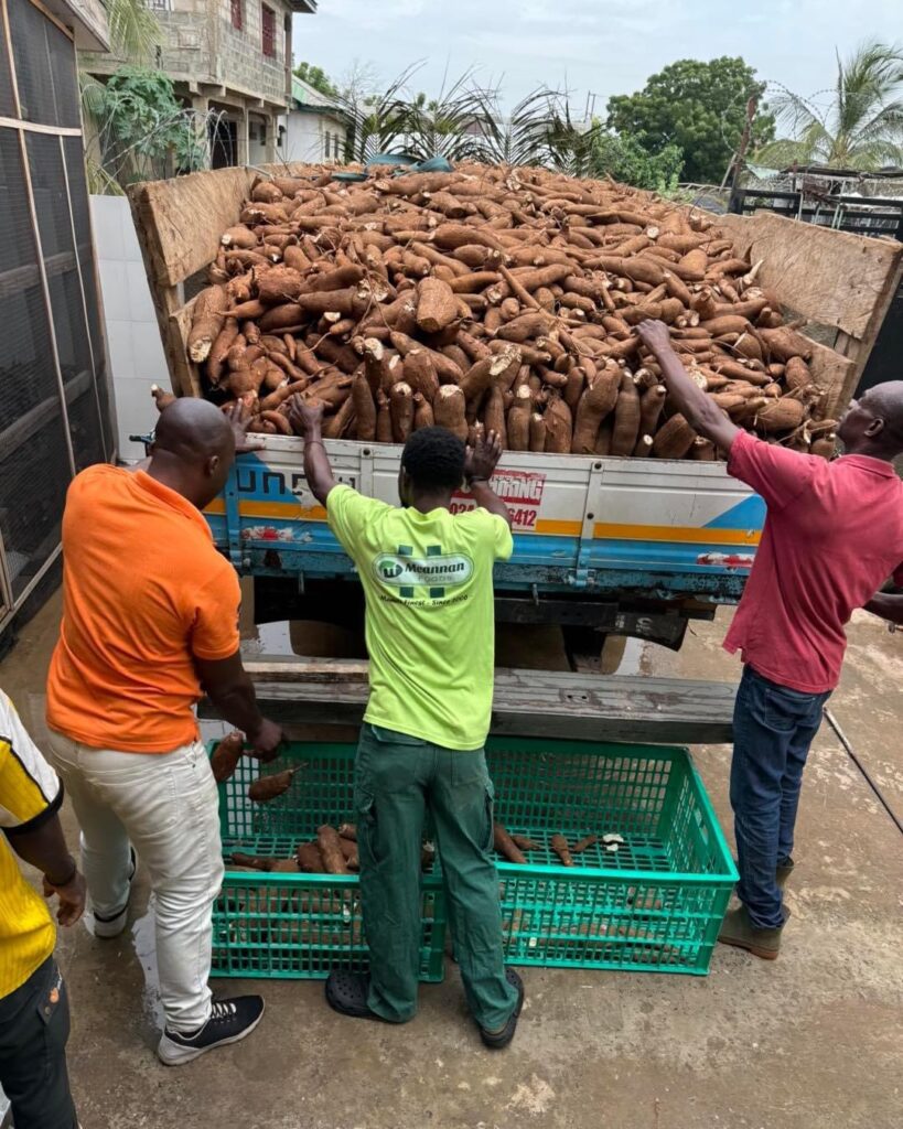 Cassava Farming in Kenya: The 2026 Complete Guide to Profit & High ...