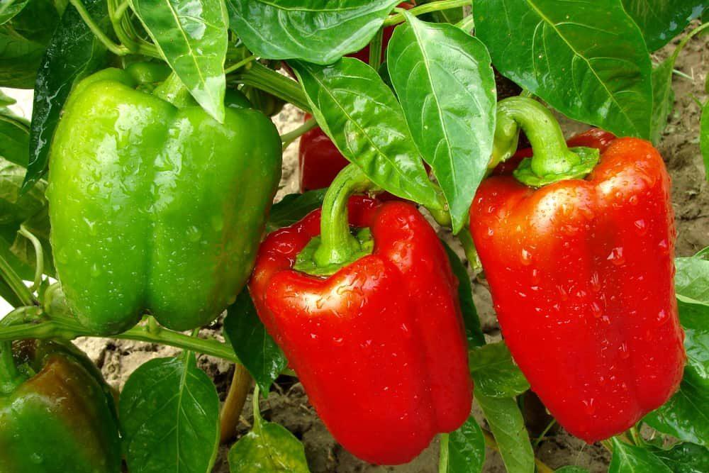 Horticulture Profit Guide: Grow Capsicum, Tomatoes, Onions for KES 280k ...