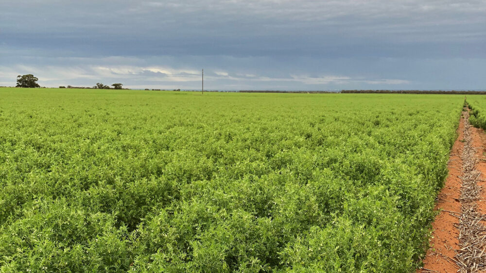 Lentil Farming in Kenya The 2026 Complete Guide to Earning KSh 150,000 ...