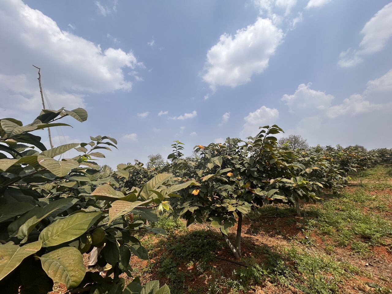 Custard Apple Farming in Kenya: The 2026 Complete Guide to KSh 1.2 ...