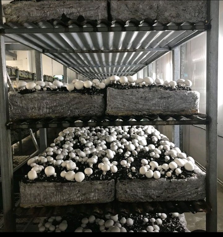 Mushroom Farming in Kenya 2026 - The Complete Guide to Growing Button ...