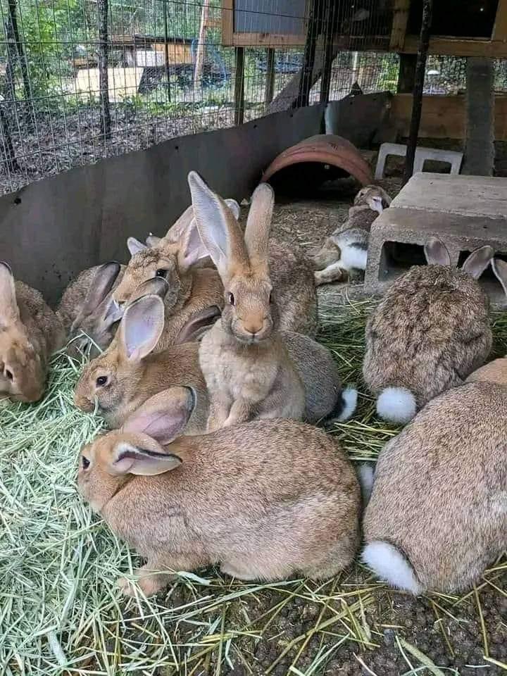 Rabbit Farming in Kenya 2026: The Complete Commercial Guide to KSh 2.2 ...